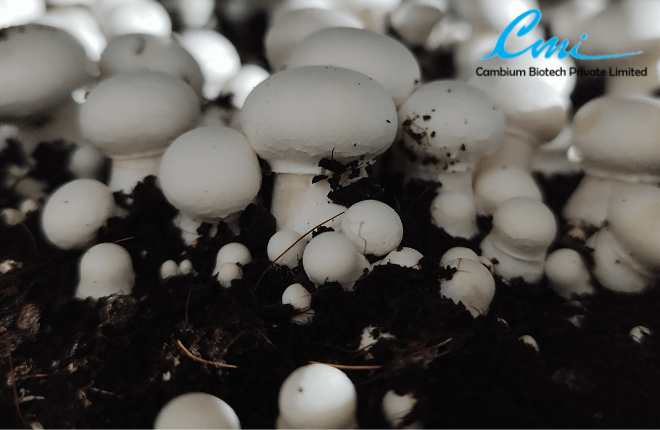 Casing Soil - Cambium Biotech Private Limited