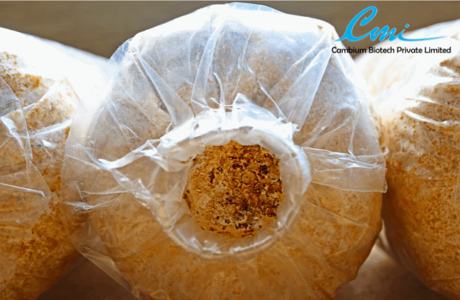 Spawn - Cambium Biotech Private Limited